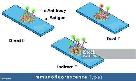 Immunofluorescence Experiment Types Illustration向量圖形及更多兩件物體圖片 兩件物體
