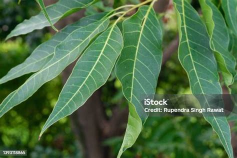 인도 라일락 잎 Azadirachta Indica 일반적으로 Neem Nimtree 또는 Indian Lilac로 알려져 있으며