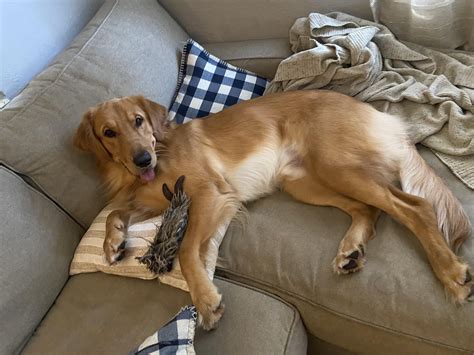 Lazy Saturday Lazy Saturday Puppies Golden Retriever