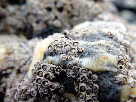 Type Of Tiny Shells On A Rock In South Portugal R Macroporn