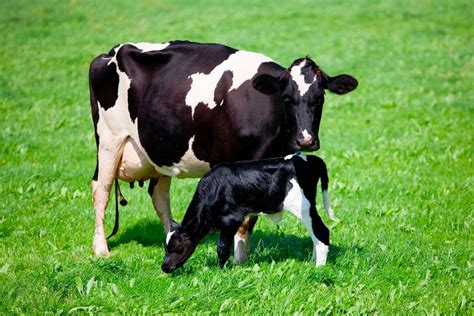 Why Farmer Must Know The Maternal Behaviour Of Cows Daily Nation