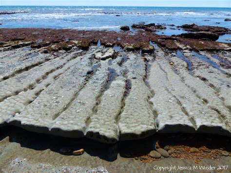 Seatown Dissected Mudstone Layers Jessicas Nature Blog