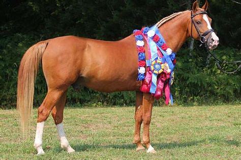 Arabian Studs