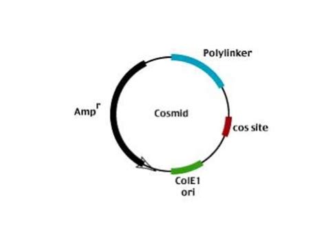 Cosmid