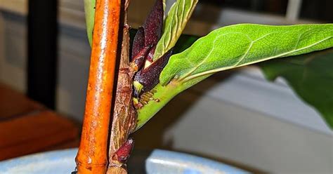 Fiddle Leaf Fig New Branch Album On Imgur