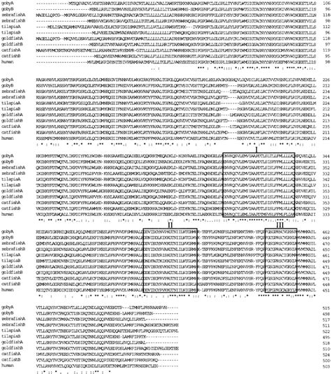 Alignment Of P450arom Amino Acid Sequences Clustalw Multiple Sequence Download Scientific