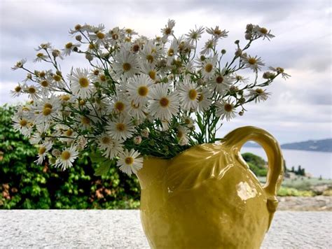 Settembrino Il Fiore Simbolo Dellautunno Donna Moderna