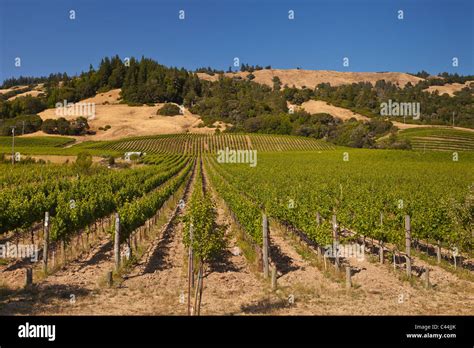 Boonville California Usa Vineyard Landscape In Mendocino County