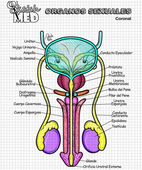 How To Draw Male Reproductive System Front View Artofit