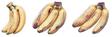 Bananas In Various Ripeness Stages Showcasing Yellow Skin With Brown