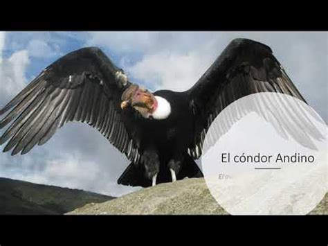 El Cóndor Andino Para Niños Youtube