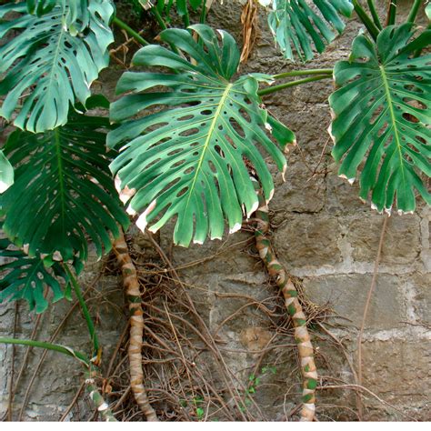 Split Leaf Philodendron Vs Monstera The 6 Key Differences