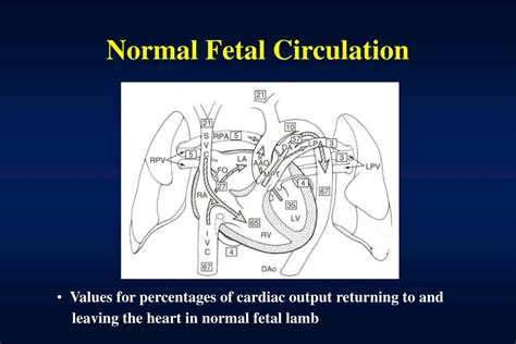 Ppt Immature Myocardium And Fetal Circulation Powerpoint Presentation
