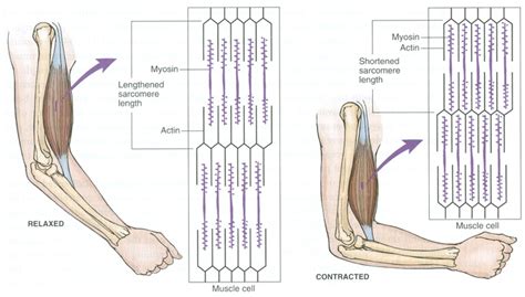 Muscle Contraction And Relaxation At The Sarcomere Level Physiology