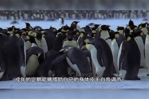 小企鹅钻到爸爸的育儿袋里取暖下一秒憋住别笑镜头记录全过程 育儿袋 爸爸 镜头