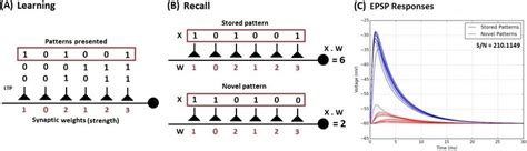 LTP Learning With Synaptic Input Patterns In A Recall Phase With Download Scientific