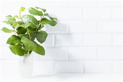 꽃병 햇빛 흰색 타일 벽 나무 선반 복사 공간에 나무의 녹색 잎이 있는 우아한 봄 욕실 인테리어 프리젠테이션 화장품 스파 광고
