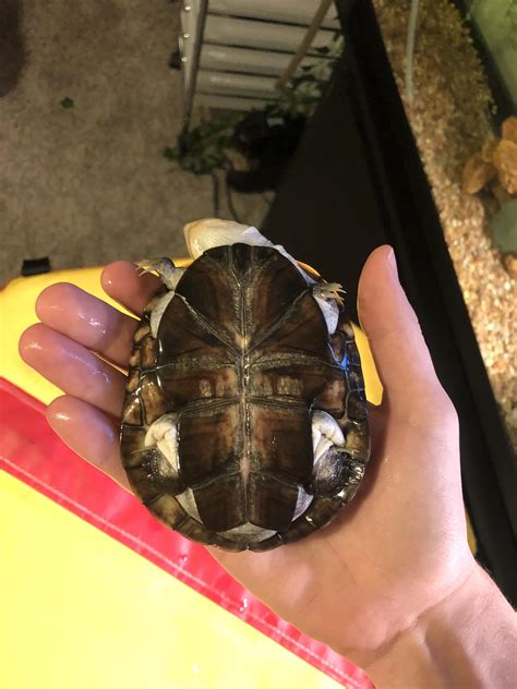 Can I Have Help Sexing And Identifying My Turtle I Know That It Is An African Side Neck But I