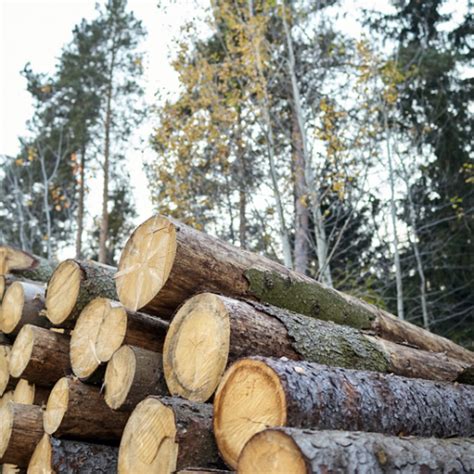 TAKE A READ OR LISTEN Logging Is One Of The Many Industries Affected By Higher Temperatures