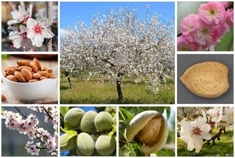 12 Different Types Of Almond Trees And Identifying Features