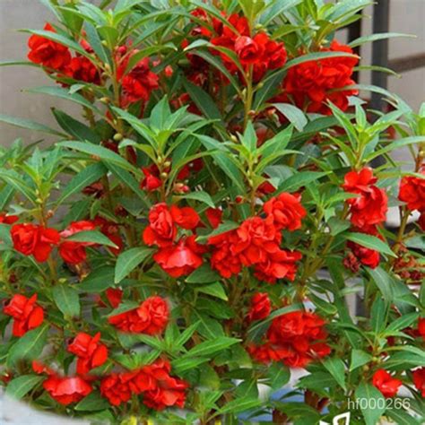 99免運 重瓣鳳仙花種子染指甲種孑 鳳仙花 指甲花 新手推薦花卉 蝦皮購物