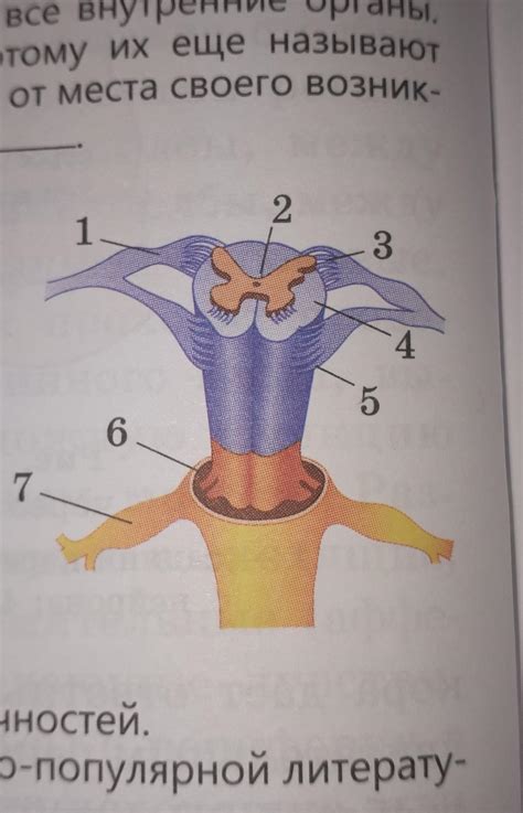 Назовите части спинного мозга обозначенные цифрами Школьные Знания Com