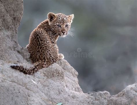 Cute Little Amur Leopard Cub Sitting On A Rocky Surface And Looking Back Stock Image Image Of