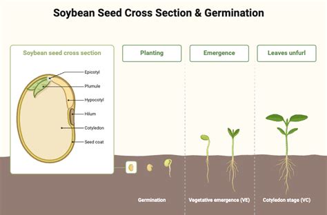 Seed Germination Definition Steps Factors Affecting Them