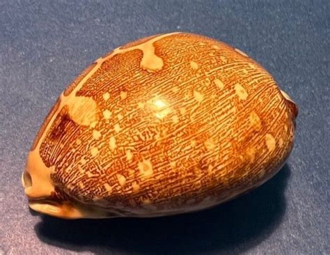 Cypraea Mappa Viridis Gem 4701040432