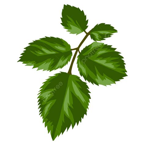 美麗逼真的玫瑰葉插圖 風景樹葉 精巧 增長的向量圖案素材免費下載，png，eps和ai素材下載 Pngtree