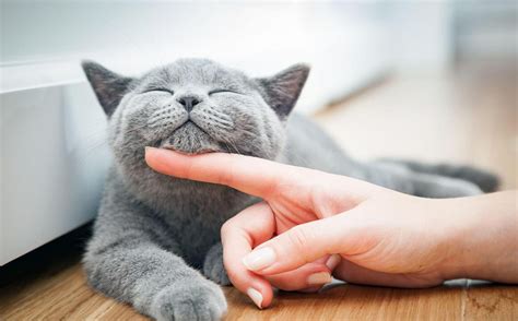 Crocchette Ipoallergeniche Gatti Advance Affinity