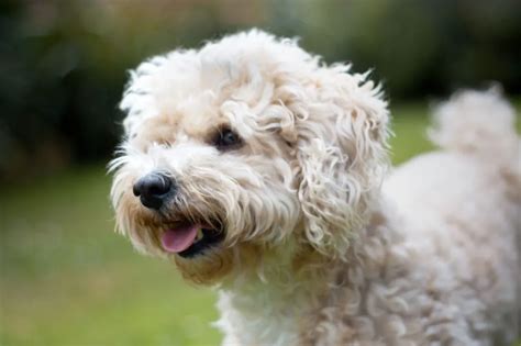 Havapoo Dog Breed Information And Characteristics