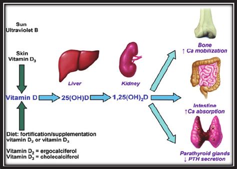 Vitamin D Metabolism Ca Calcium 1 25oh2d 1 Download