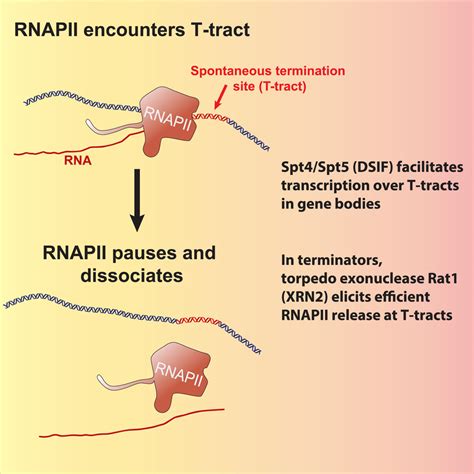 Rna Transcription