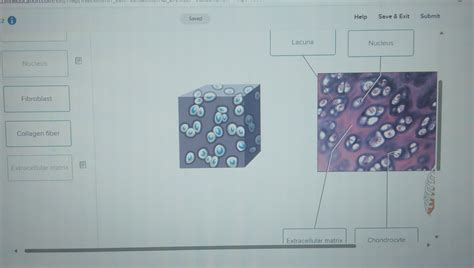 Solved (i) Saved Help Save \& Exit Submit Fibroblast | Chegg.com