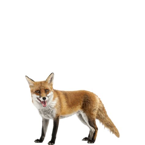 Red Fox Animal