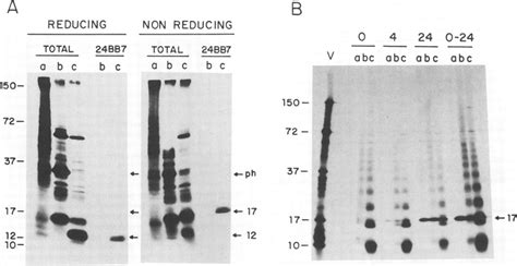 Expression Of Protein P12 In Baculovirus Infected Cells A Sf Cells