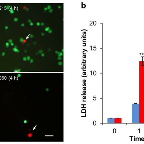 The Results Of Propidium Iodide Staining And Ldh Assay Showed That High