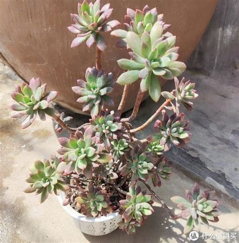 植物杀手都杀不死的红稚莲