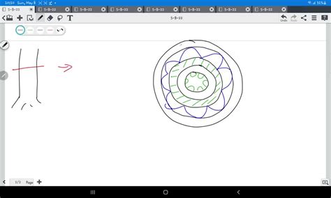 Solved Secondary Growth Spts Draw Istereotypical Cross Section Through 5 Year Tree Be As