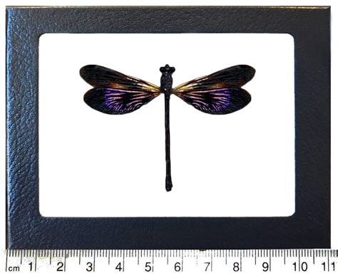 Bicbugs Euphaea Variegata Verso Purple Dragonfly Damselfly Indonesia