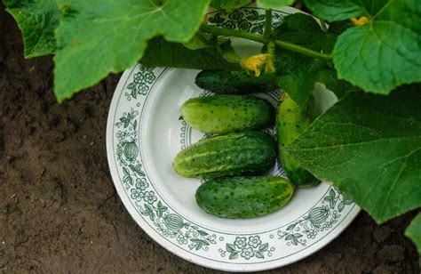 Как вырастить огурцы без горечи - Со Вкусом