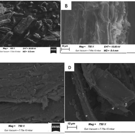 Sem Showing The Surface Morphology A Chitin B Chitosan C Download Scientific Diagram