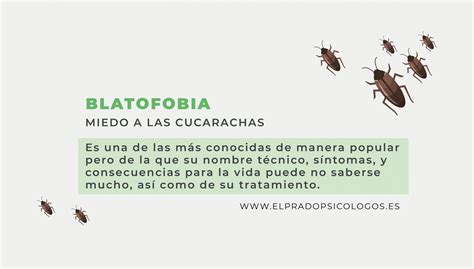 Blatofobia Cómo Superar La Fobia A Las Cucarachas