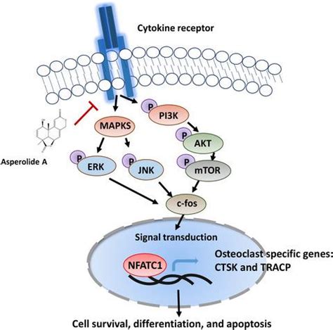 Asperolide A Pi K Akt Mtor C Fos Nfatc Cancer