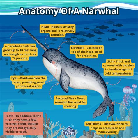 Discover The Fascinating Anatomy Of The Narwhal 🐋 Ocean Conservation