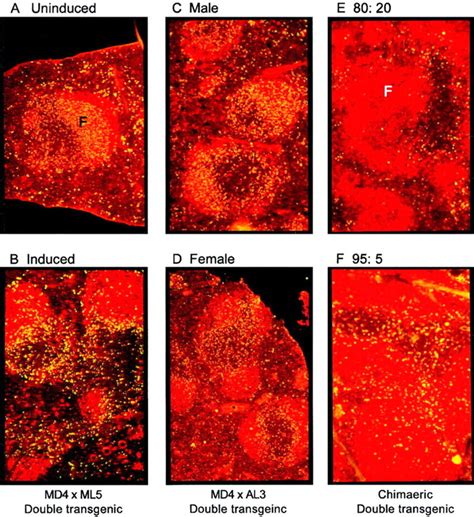 Location Of Self Reactive B Cells Is Determined By The Prevailing Download Scientific Diagram