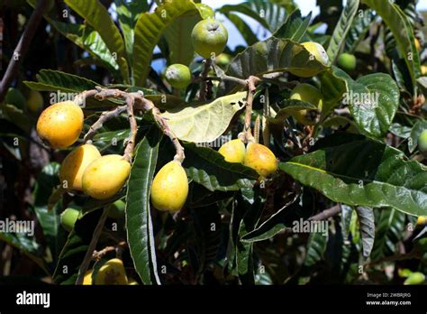 Loquat Or Japanese Medlar Eriobotrya Japonica Is A Small Tree Native