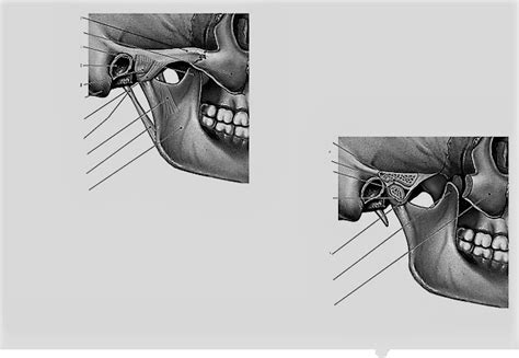 The Temporomandibular Joint Diagram Quizlet