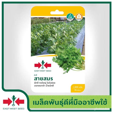 เมล็ดพันธ์ดีผักชี พันธุ์พื้นเมือง Big Seed Coriander หอมป้อม สามเอ เมล็ดพันธุ์ตราสามเอ น้ำหนัก